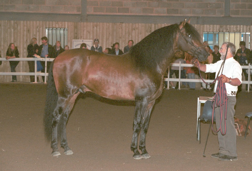 2001 - Romero XXV Nat CH Stallion - The British Association for the ...