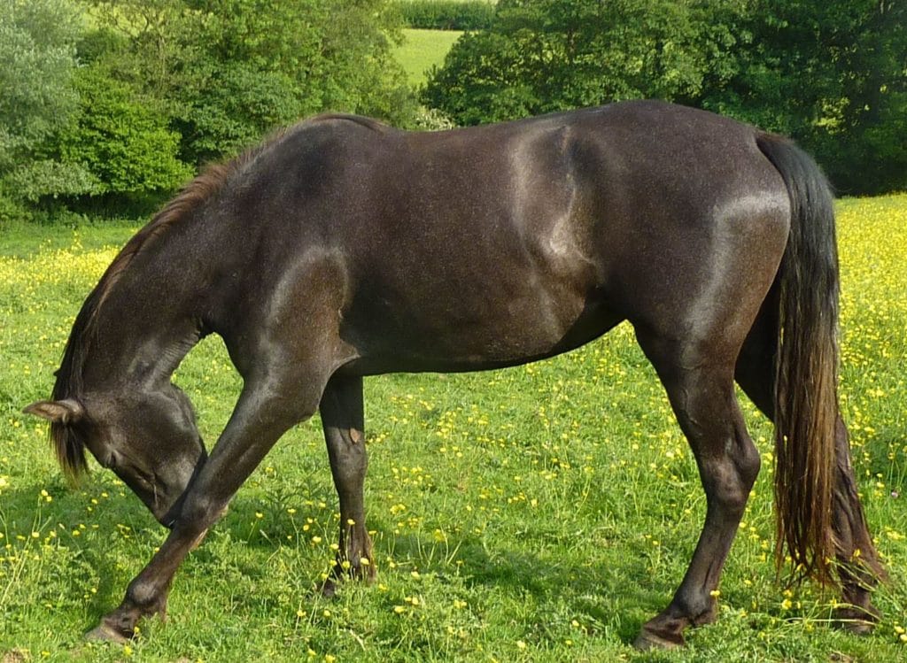 Grey Gene Genetics & Shades - The British Association for the Pure Bred ...