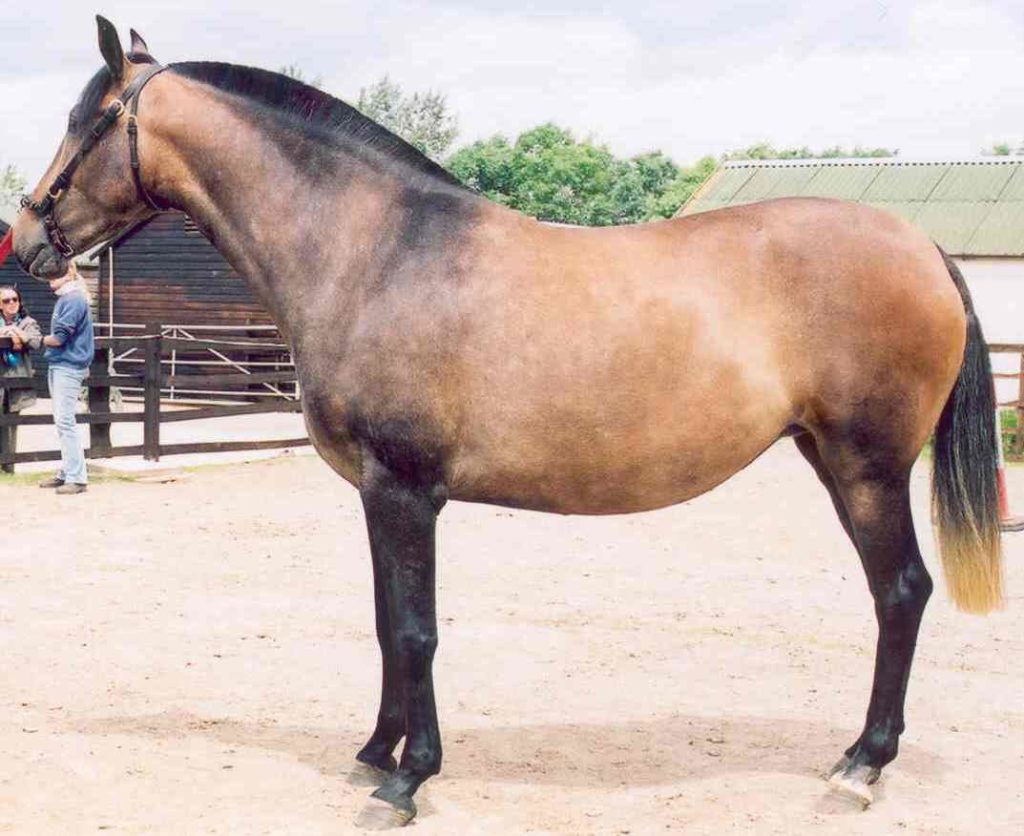 Grey Gene Genetics & Shades - The British Association for the Pure Bred ...