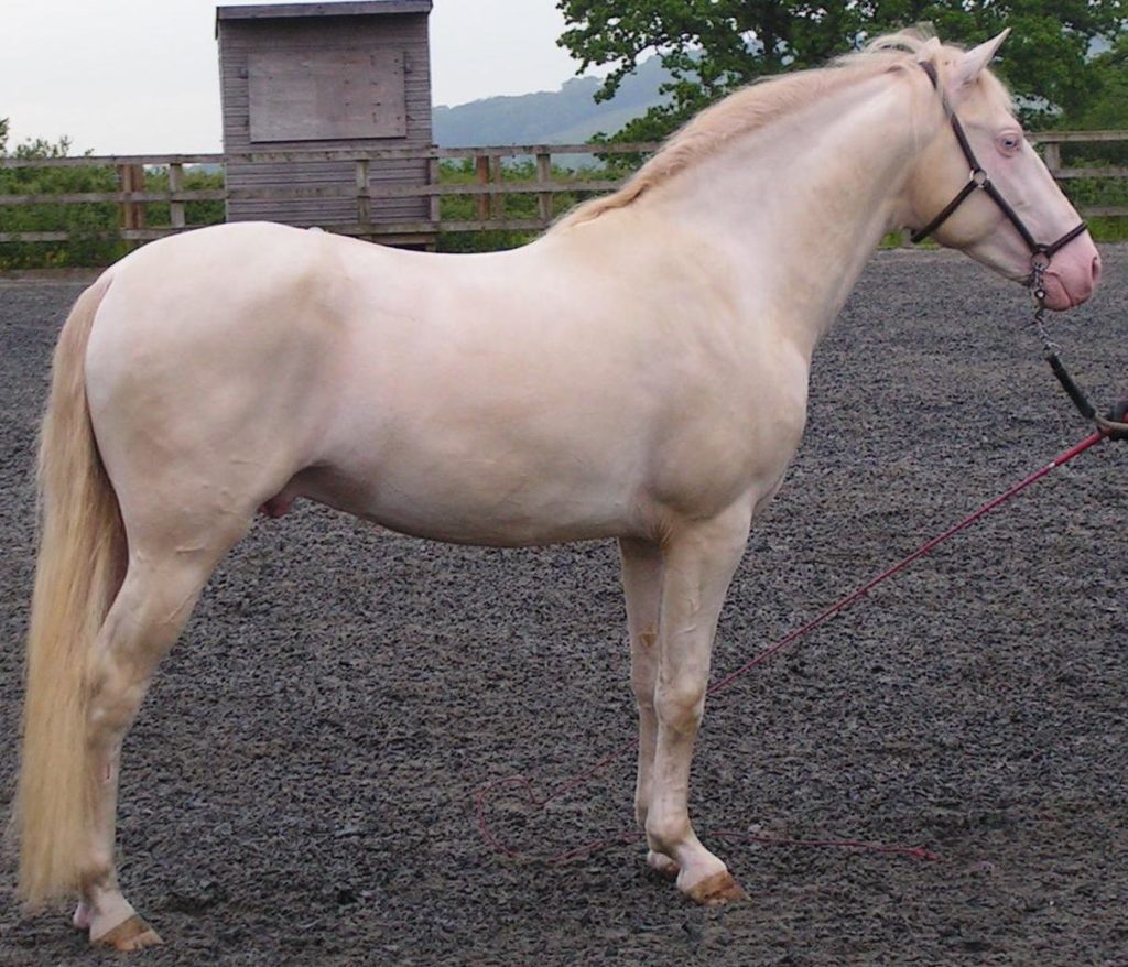 PRE Coat Colours & Their Genetic Inheritance - The British Association ...