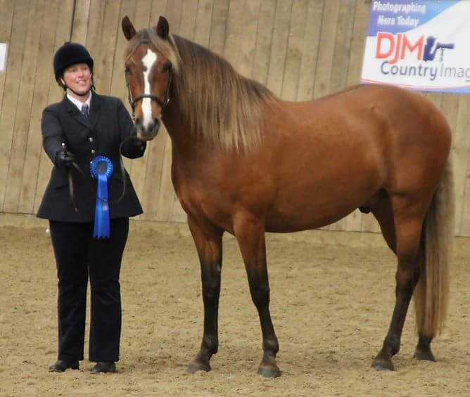 PRE Fusion Horse (PFH) - The British Association for the Pure Bred ...