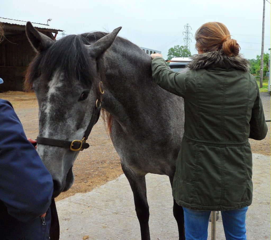Albion Azteca Horse - The British Association for the Pure Bred Spanish ...