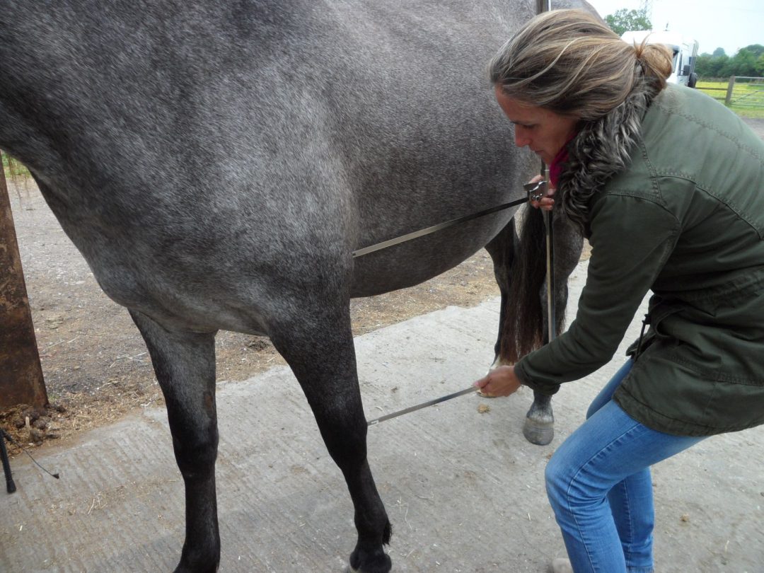 Albion Azteca Horse - The British Association for the Pure Bred Spanish ...