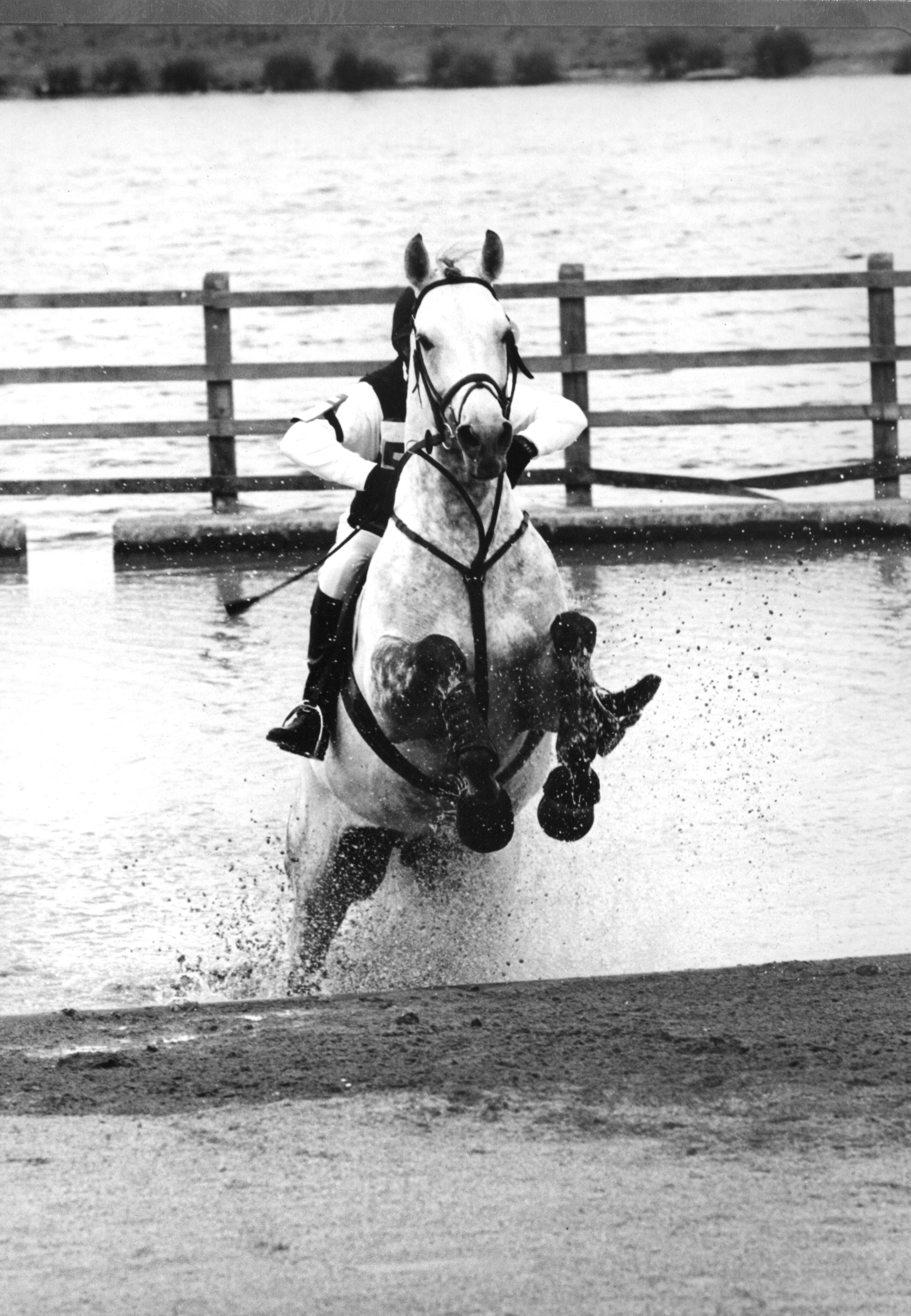 PRE Fusion Horse Breeding Programme - DEFRA Approved 2019-08-06 - The ...