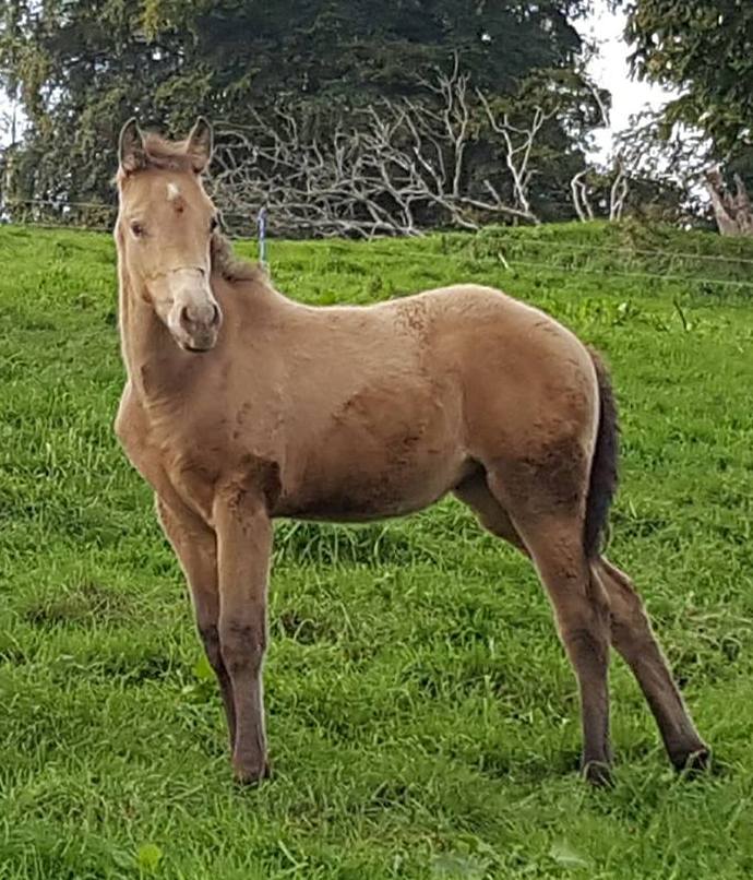 PRE Fusion Horse (PFH) - The British Association for the Pure Bred ...