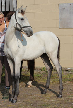 PRE Fusion Horse Breeding Programme - DEFRA Approved 2019-08-06 - The ...