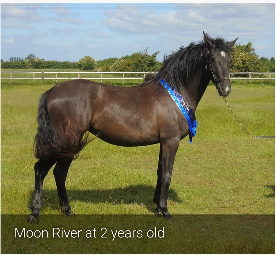 PRE Fusion Horse (PFH) - The British Association for the Pure Bred ...