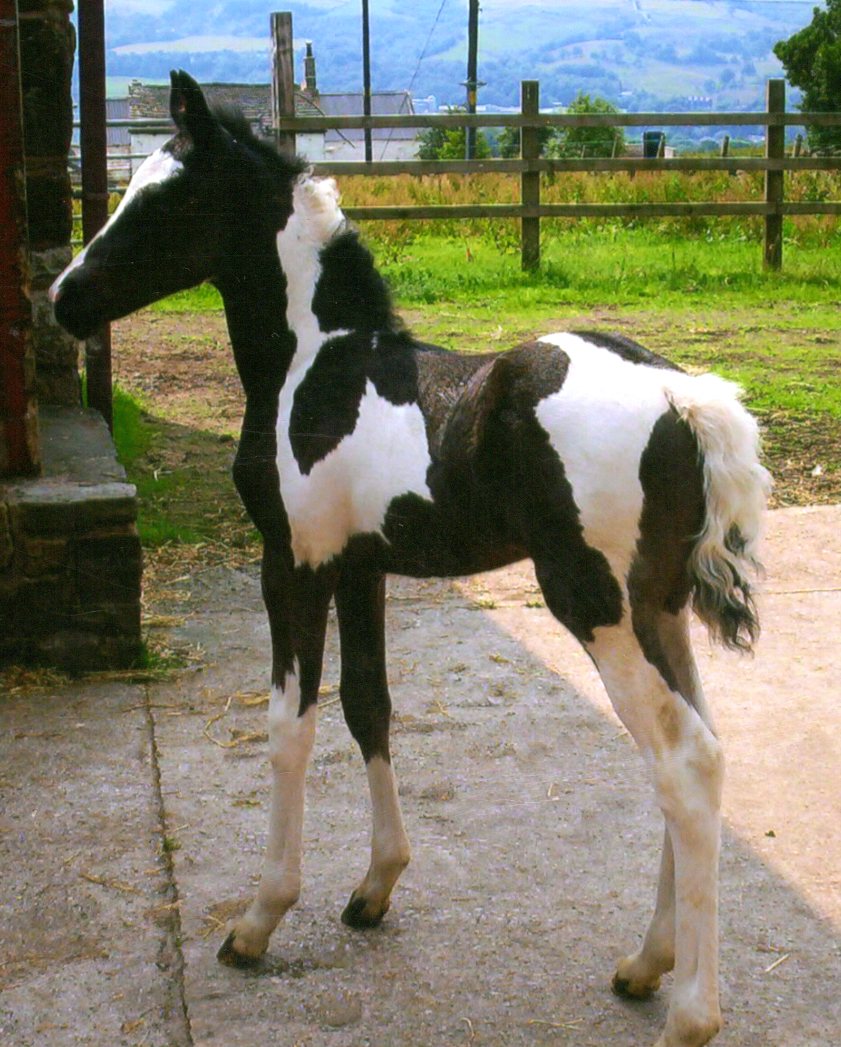Tobiano partbred x friesian filly - Karen King - The British ...