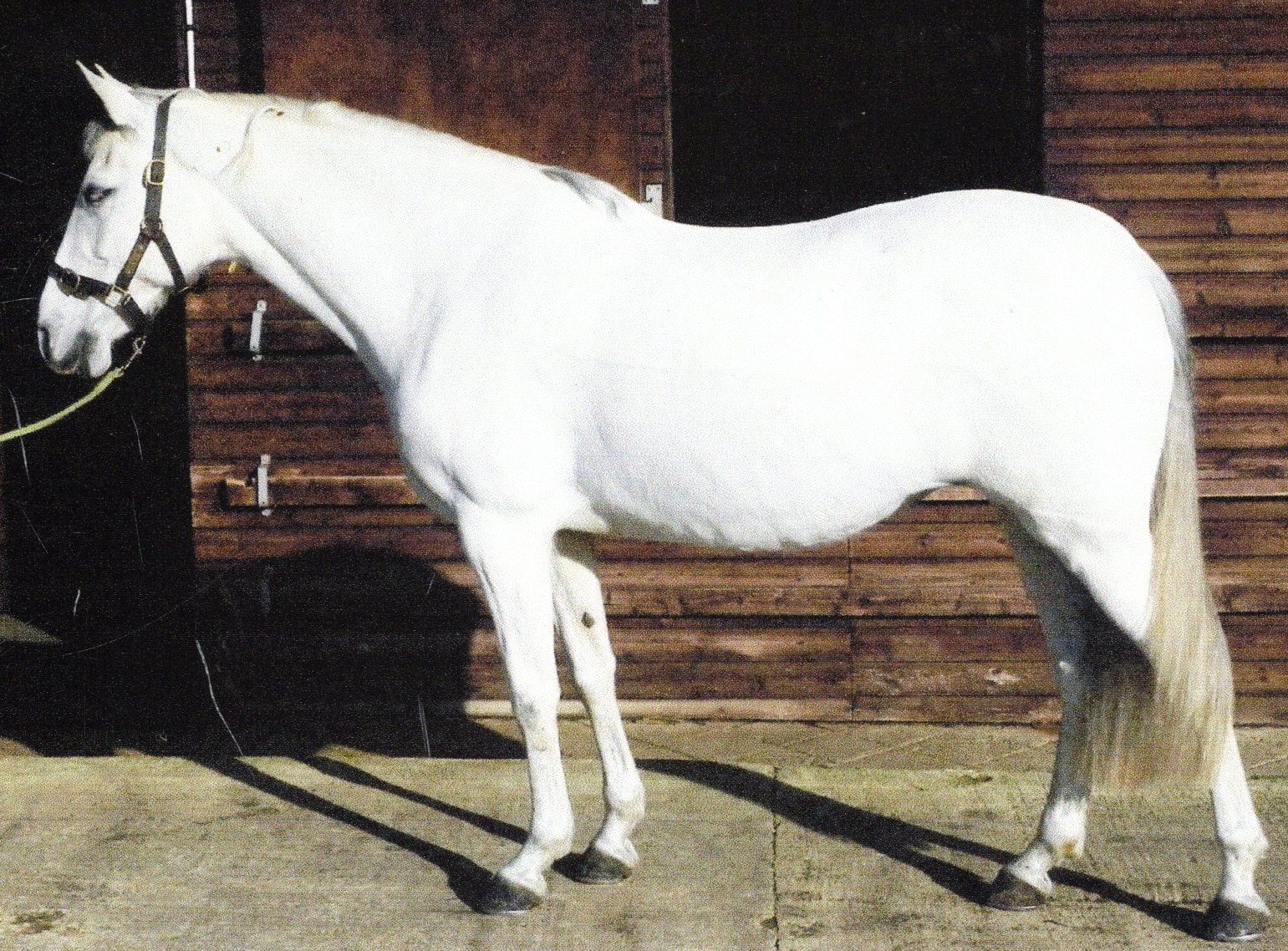 PRE Fusion Horse (PFH) - The British Association for the Pure Bred ...