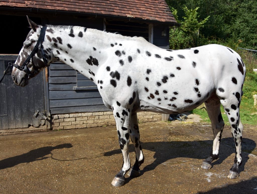 Breeding Approval & Grading for Spanish Spotted Saddle Horses - The ...